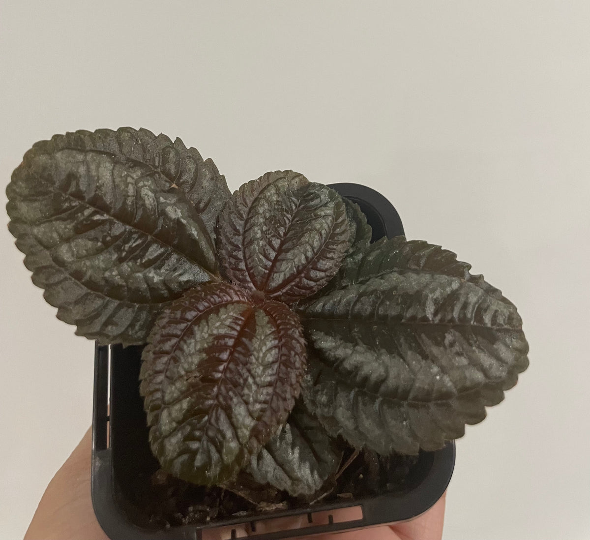 Pilea involucrata norfolk in 7cm pot – Pananom
