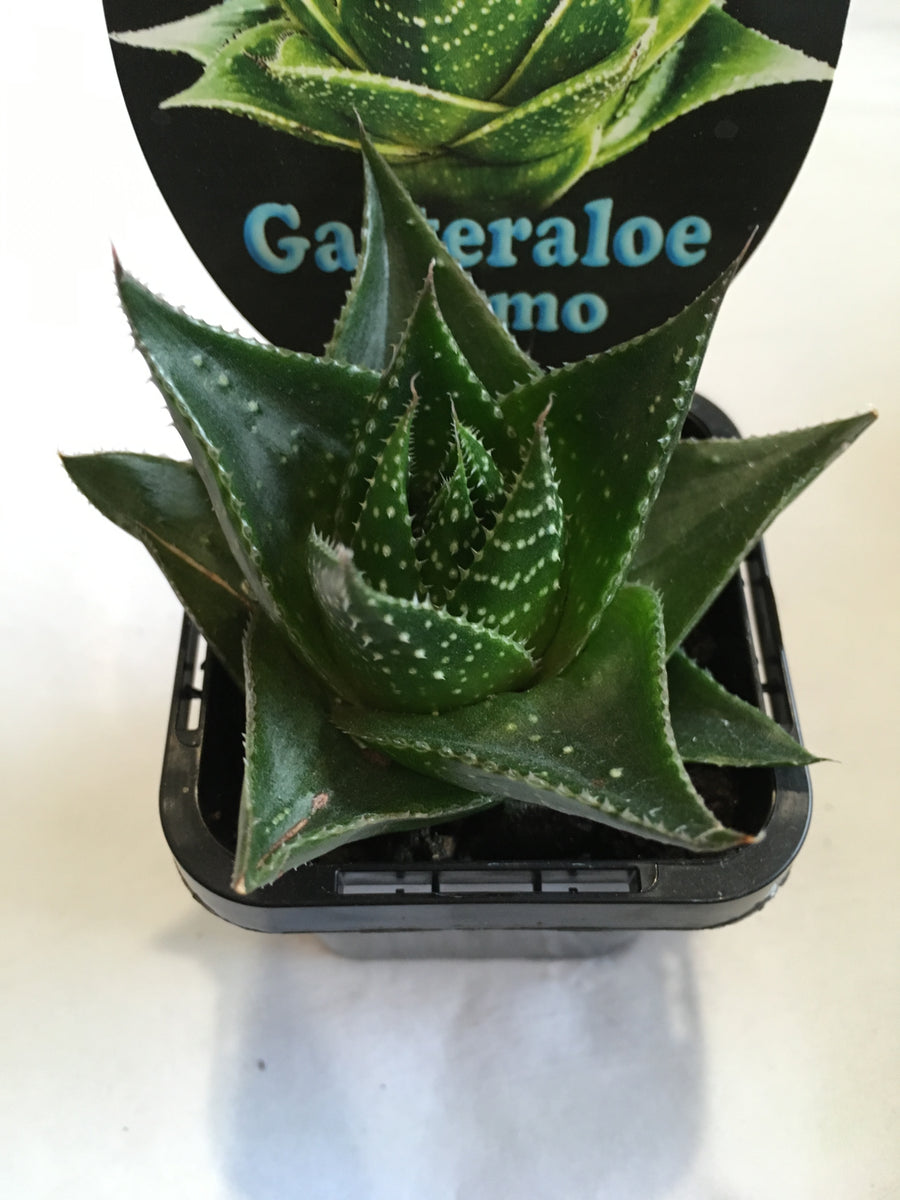 Gasteraloe Cosmo – Pananom