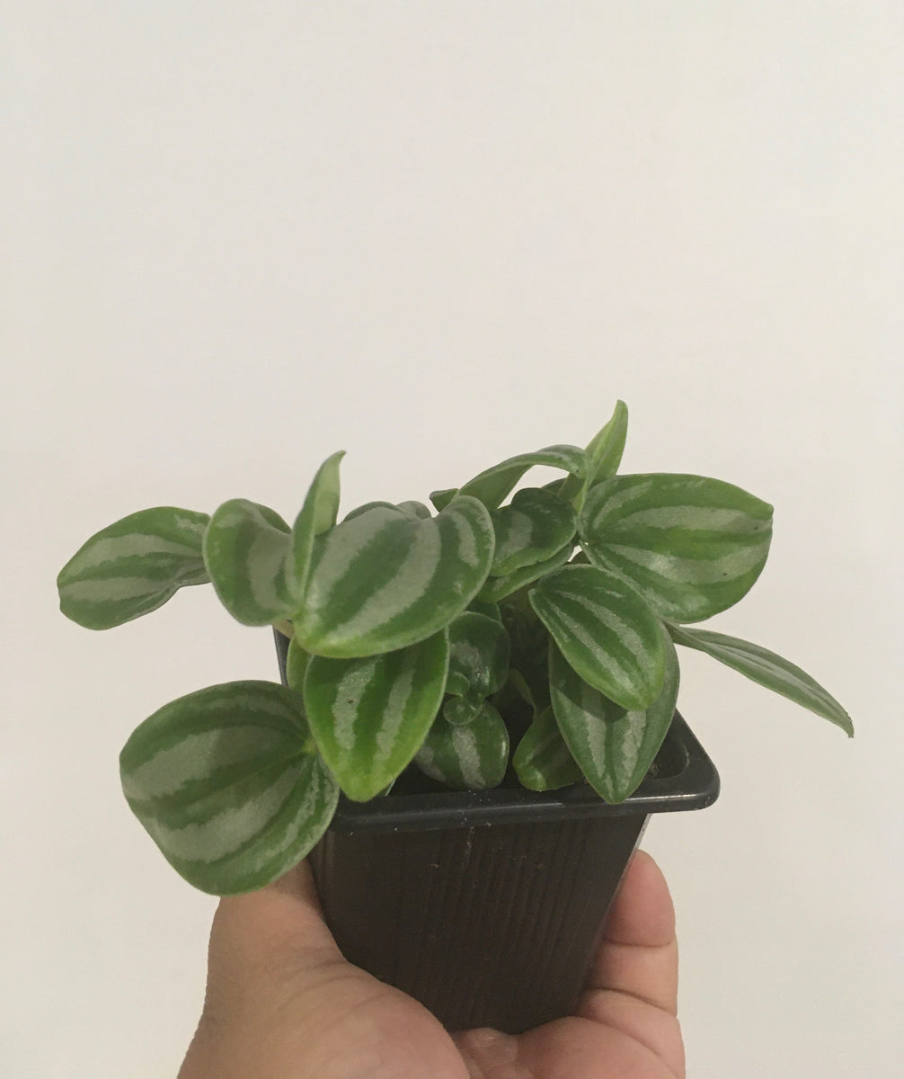 Peperomia Verschaffeltii (mini watermelon) in 7.5cm pot – Pananom