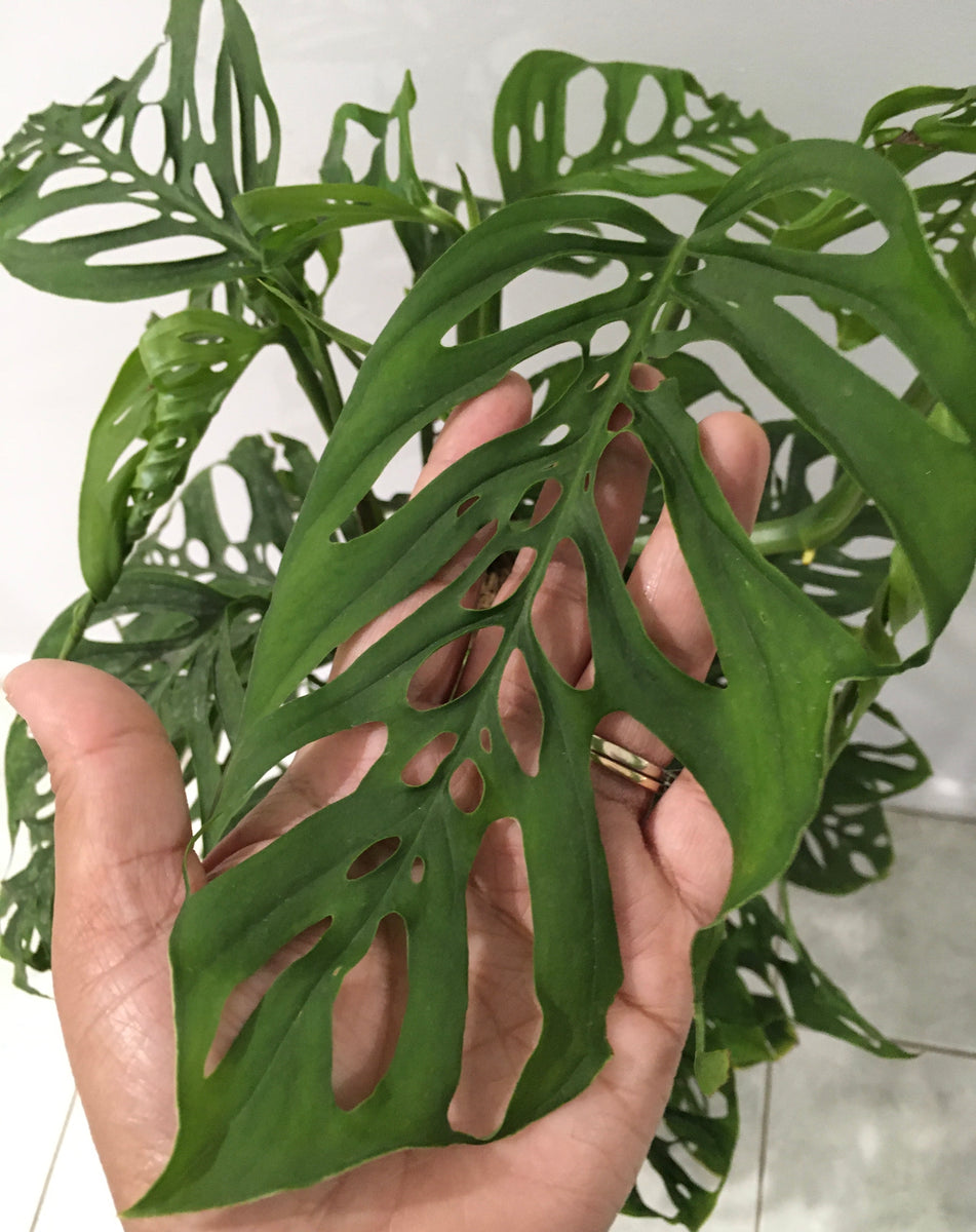Monstera adansonii totem in 25cm pot – Pananom